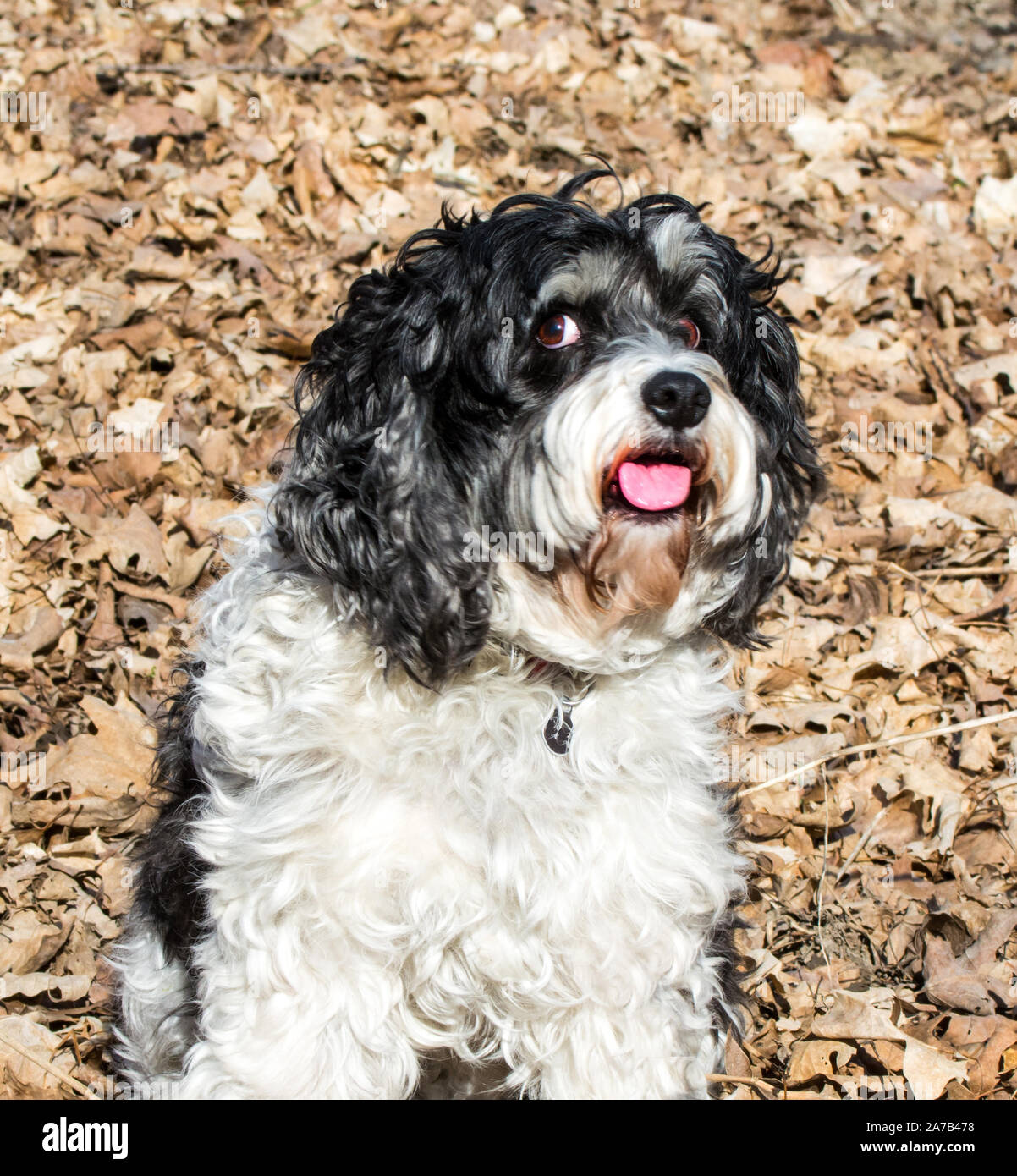 A super cute cockapoo dog with his curly hair all grown out so he is a ...