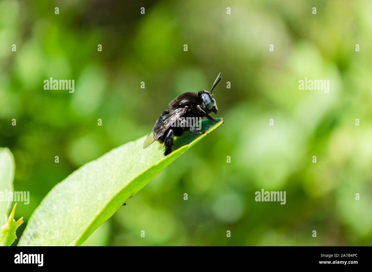 Black Carpenter Bee Stock Photo - Alamy