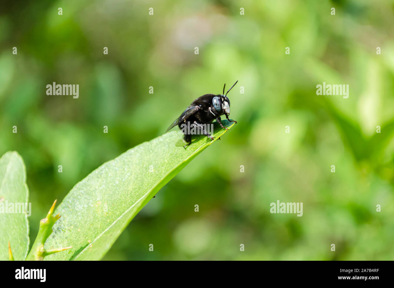 Black Carpenter Bee Stock Photo - Alamy