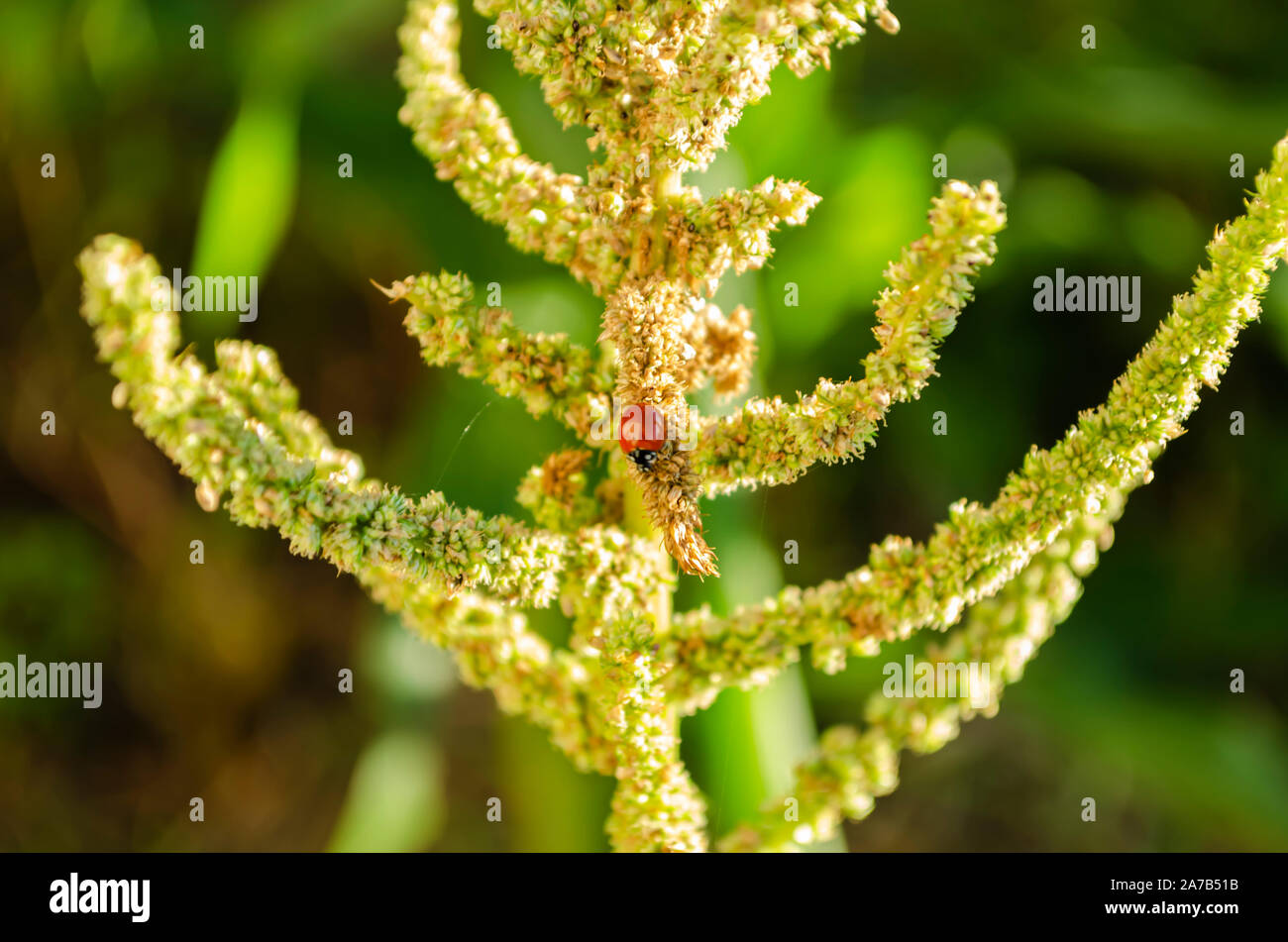 Ladybird On Amaranth Stalk Stock Photo - Alamy