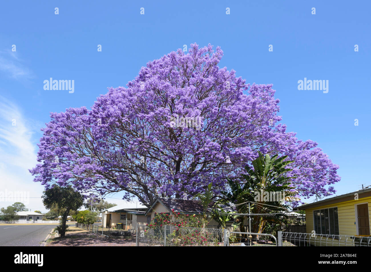 Jacaranda jacaranda mimosifolia hi-res stock photography and images - Alamy