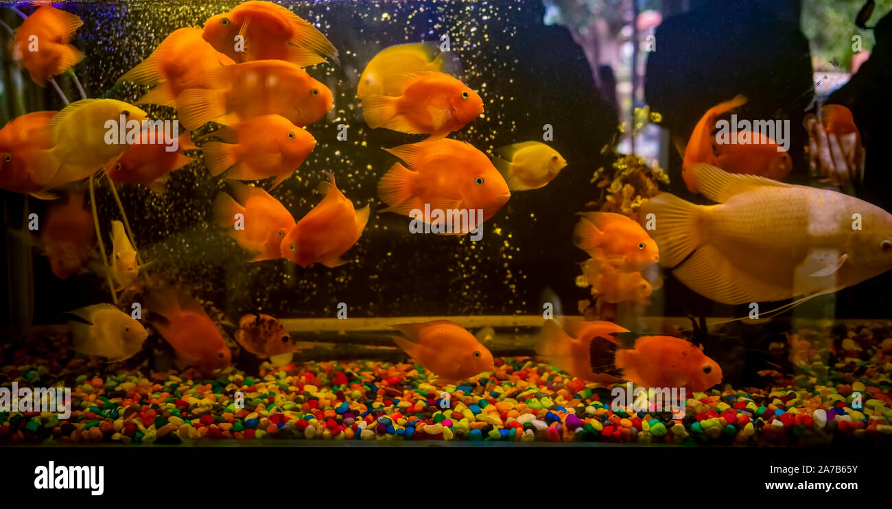 Damsel fish hi-res stock photography and images - Alamy