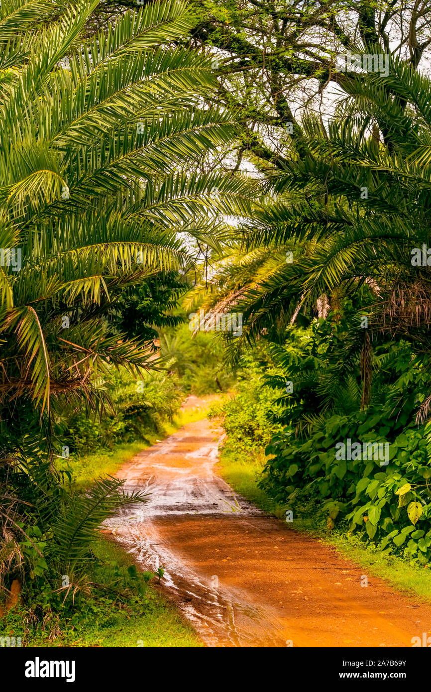 Red colour ,forest ,path,after rain,monsoon,growth,of trees,bushes ...