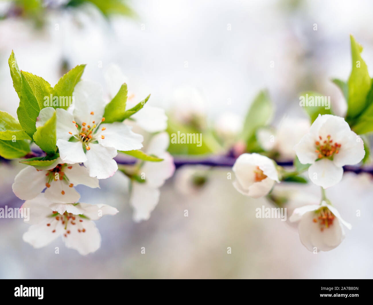 White flowers on a horizontal branch Stock Photo - Alamy