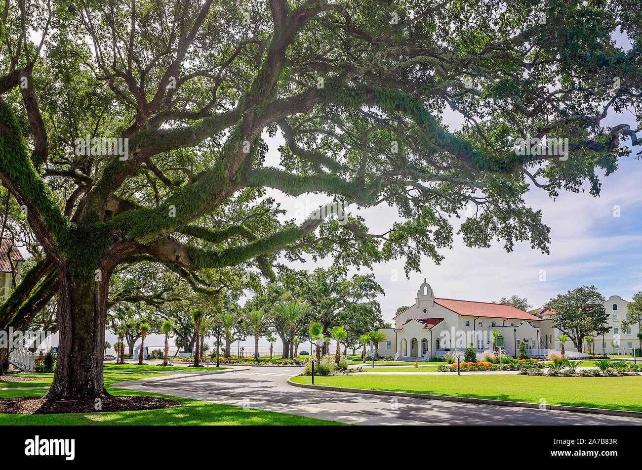 Live oak trees and palm trees stand in front of a Spanish Colonial ...