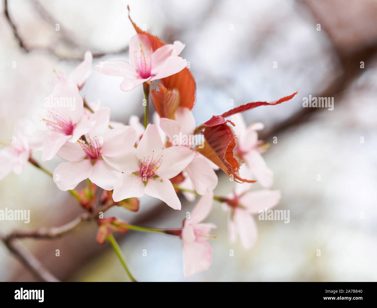 Light pink flowers on tree Stock Photo - Alamy