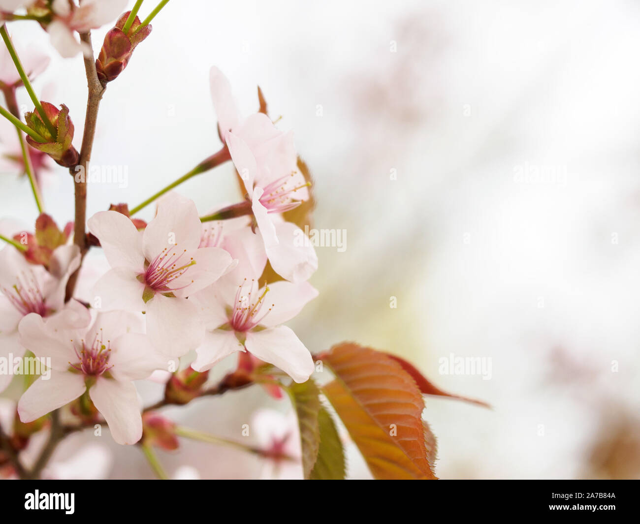 Light pink cherry hi-res stock photography and images - Alamy