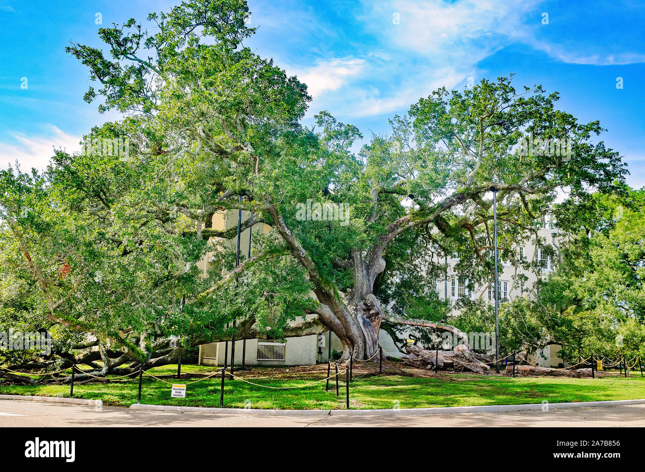 The 500-year-old Friendship Oak is pictured, Oct. 22, 2019, in Long ...