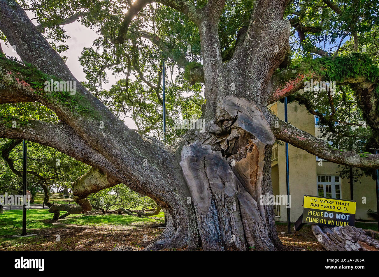 The 500-year-old Friendship Oak is pictured, Oct. 22, 2019, in Long ...