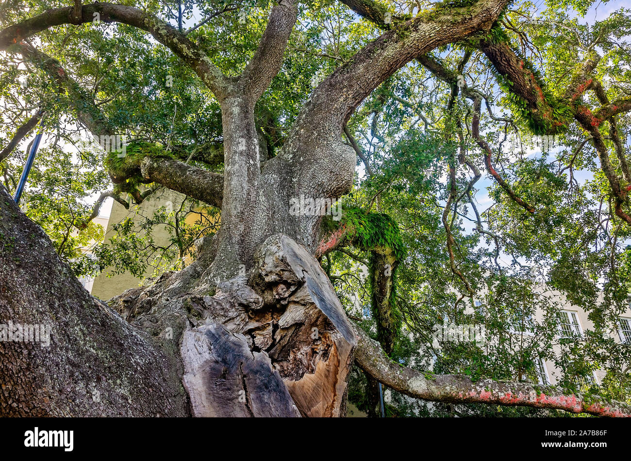 The 500-year-old Friendship Oak is pictured, Oct. 22, 2019, in Long ...