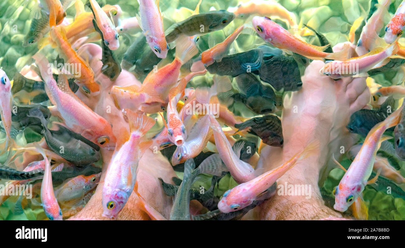 Tickle fish hi-res stock photography and images - Alamy