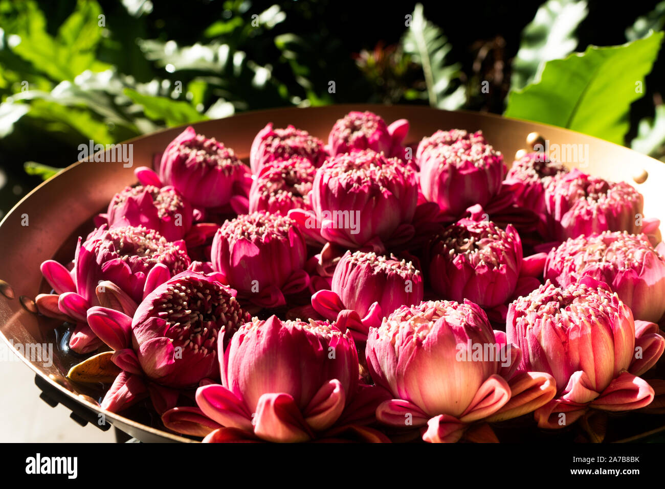 Floating Lotus Flowers Stock Photo - Alamy