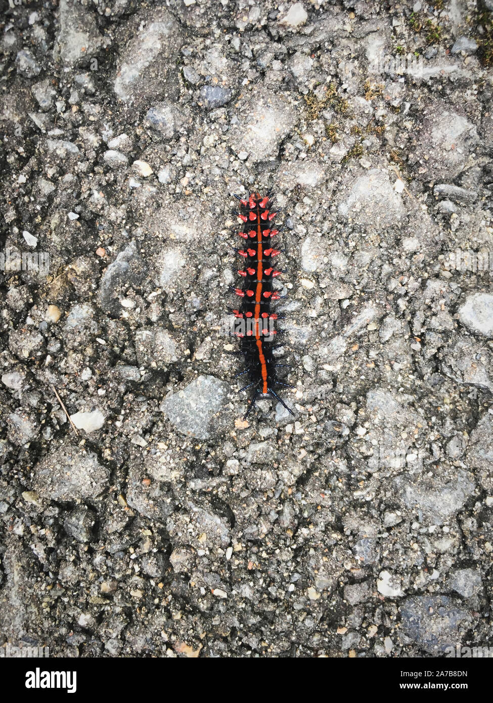 Red White Black Caterpillar