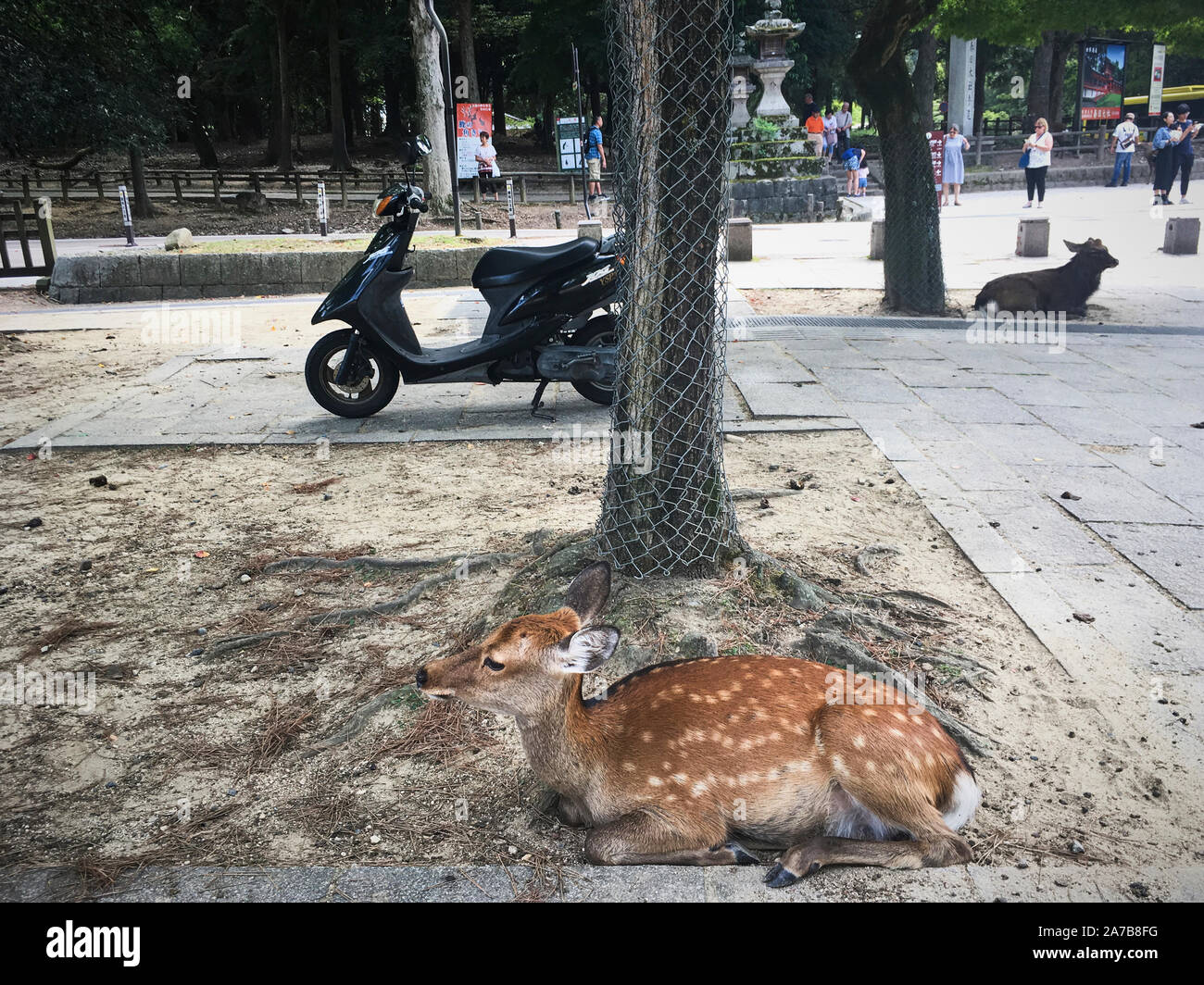 Wild sika deer freely roam in Nara Park, begging for shika senbei ...