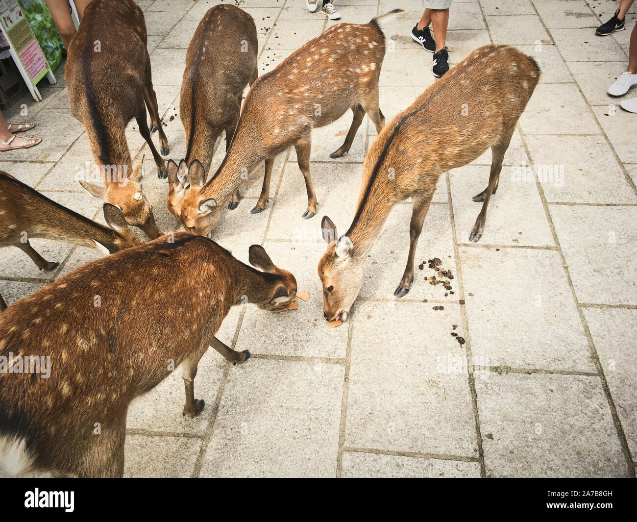 Tame sika deer hi-res stock photography and images - Alamy