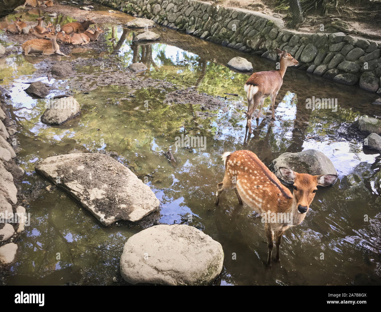 Wild sika deer freely roam in Nara Park, begging for shika senbei ...