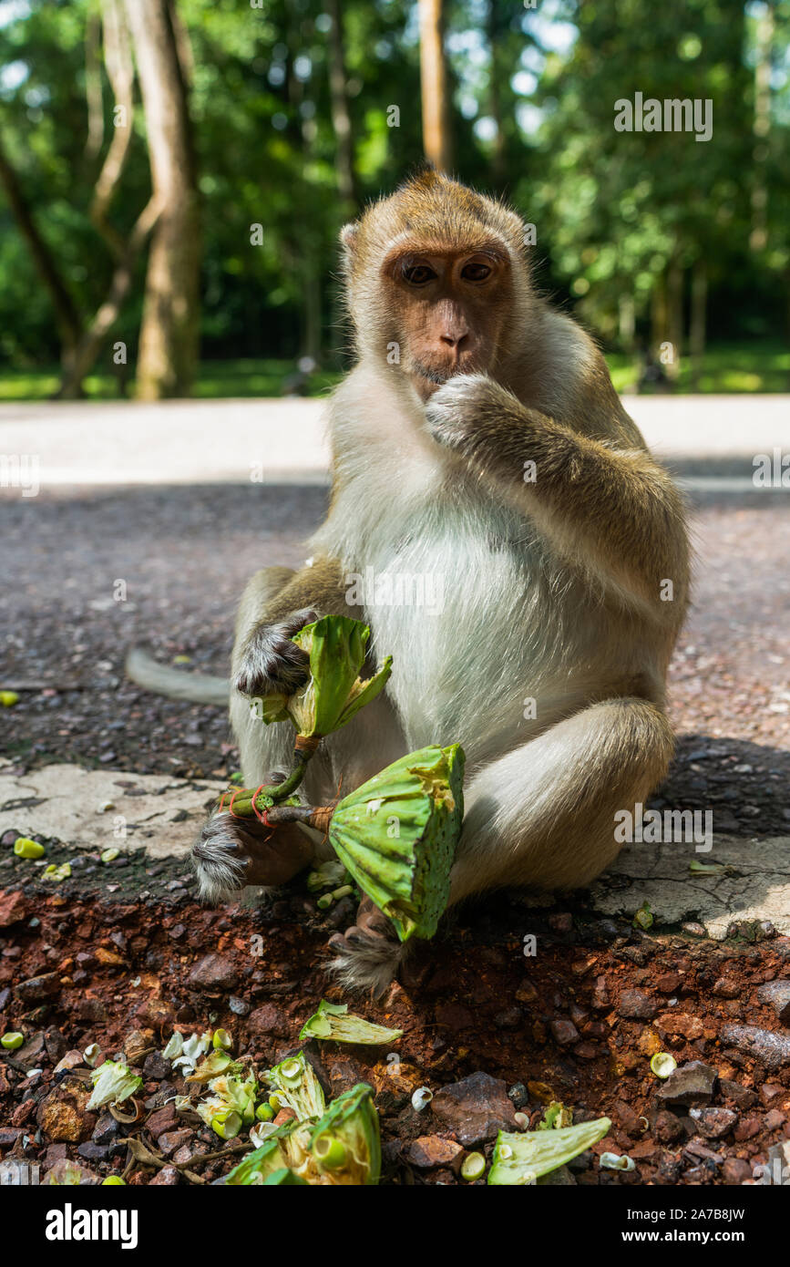 Long tailed macaque teeth hi-res stock photography and images - Alamy