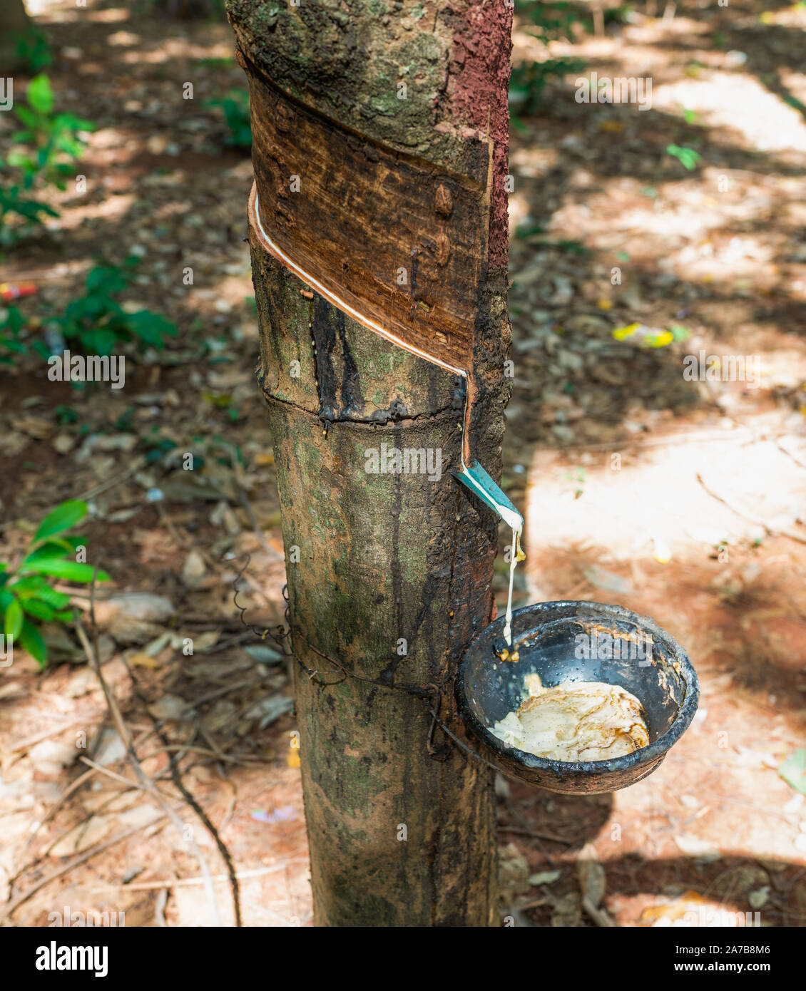 Rubber tree plant hi-res stock photography and images - Alamy