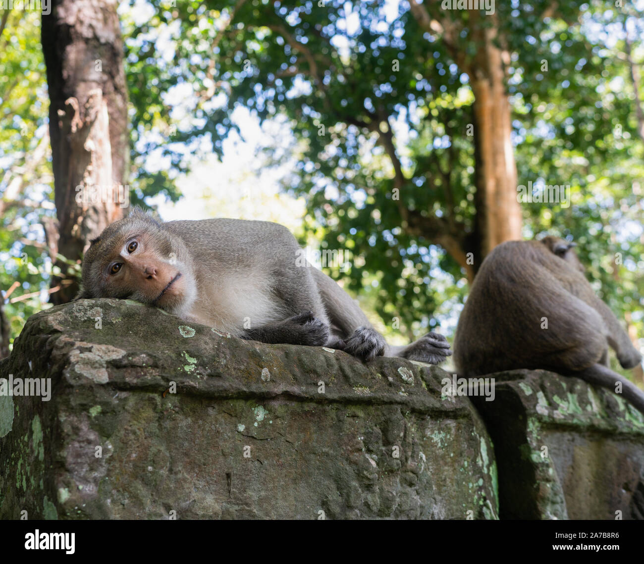 Long tailed macaque teeth hi-res stock photography and images - Alamy