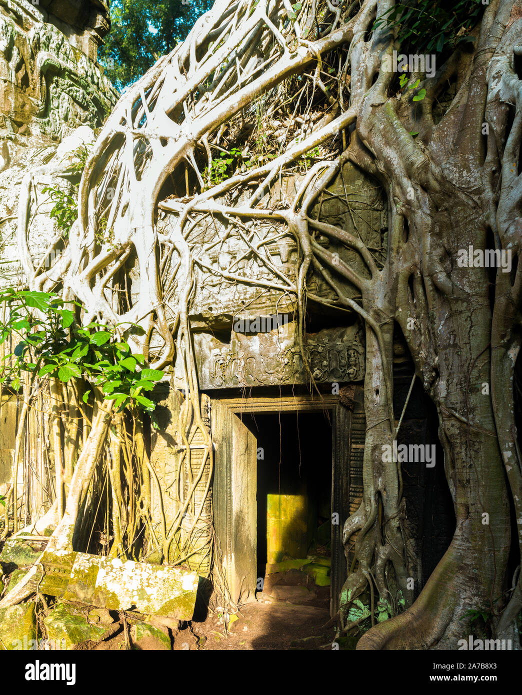 Tree roots on temple door Stock Photo - Alamy