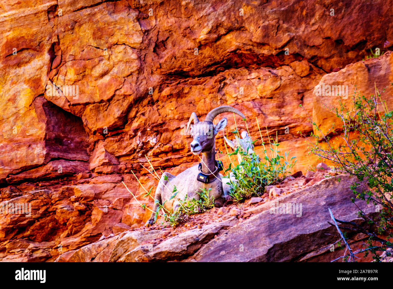 Mountain Goats resting on the cliffs along the Zion - Mount Carmel ...