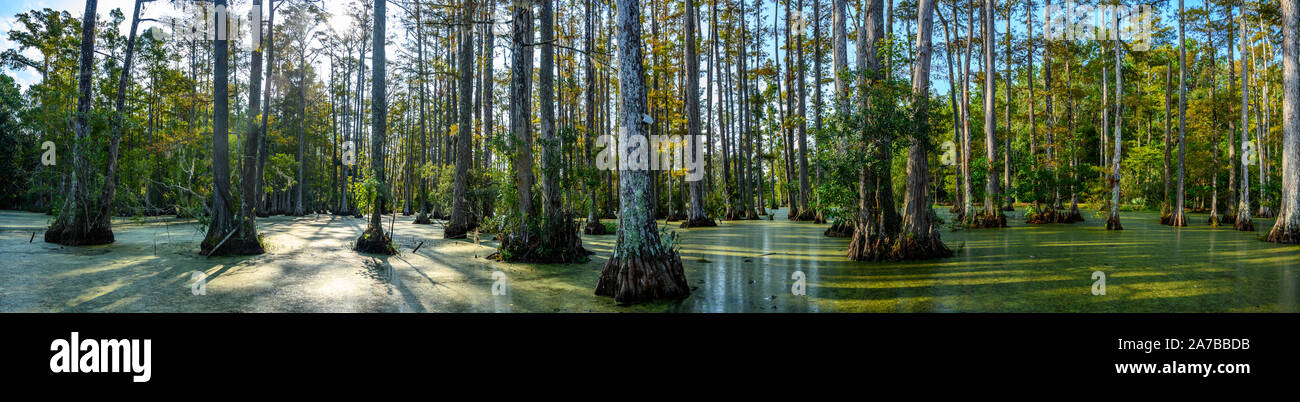 Swamp cypress grove hi-res stock photography and images - Alamy