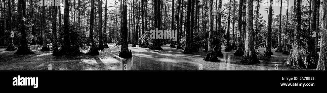 Cypress tree swamp Black and White Stock Photos & Images - Alamy