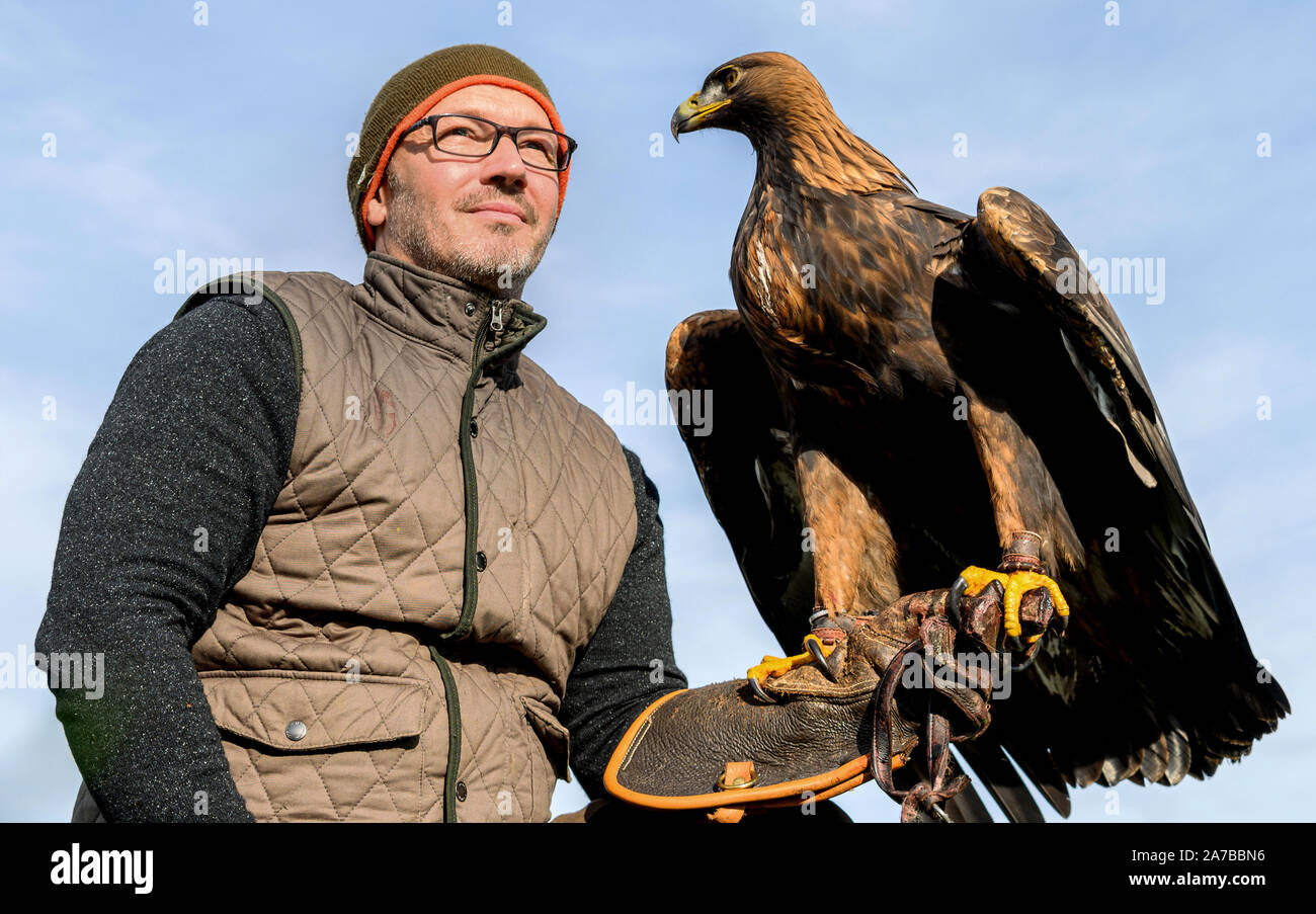 Liebenau, Germany. 26th Oct, 2019. The golden eagle "Nordmann" sits on ...