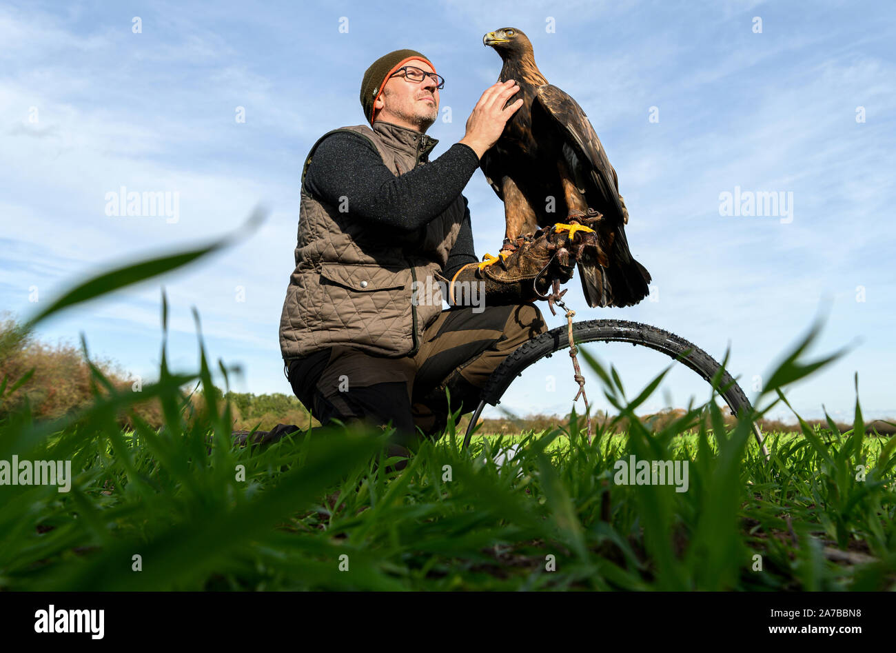 Liebenau, Germany. 26th Oct, 2019. The golden eagle "Nordmann" sits on ...