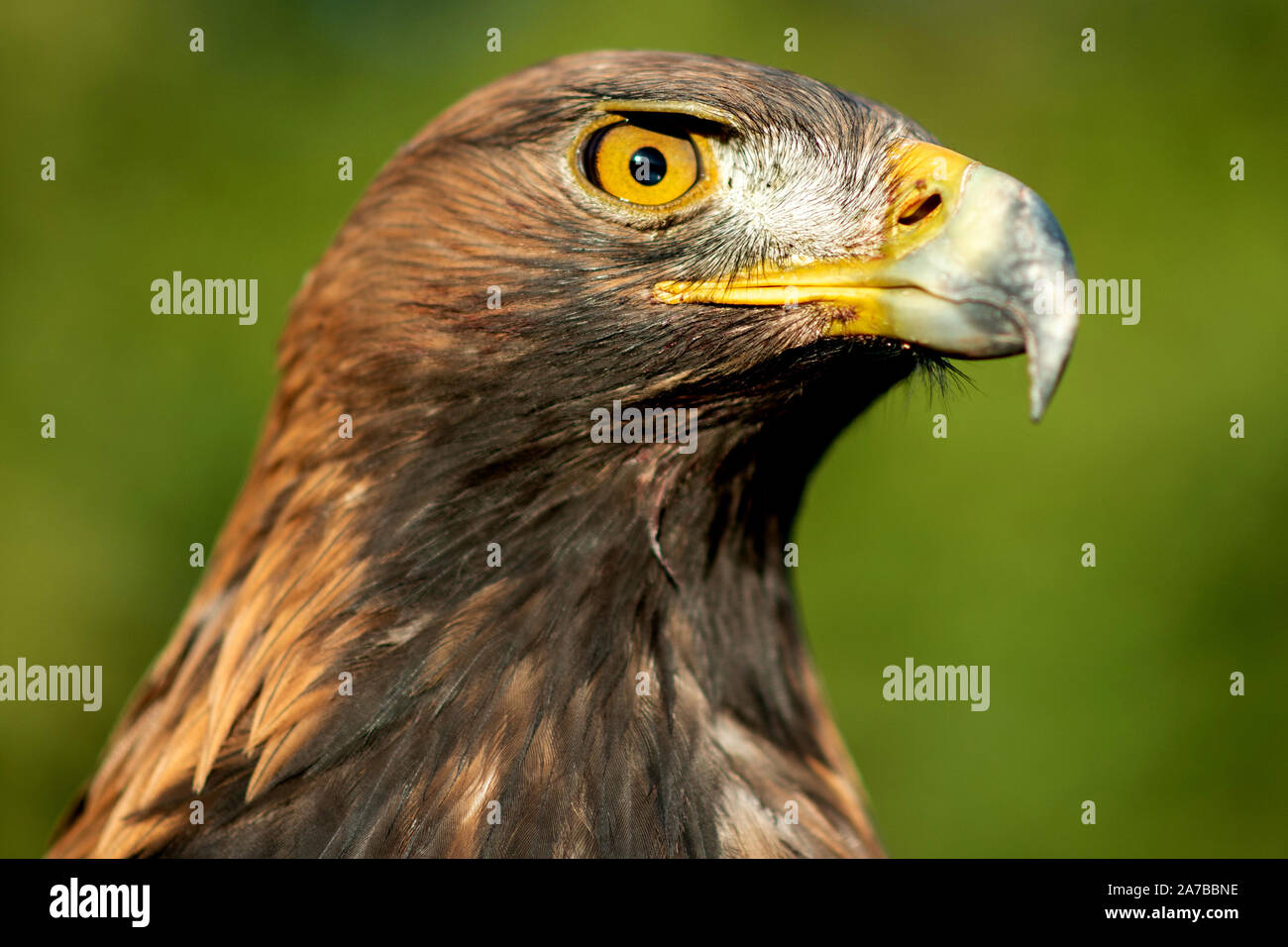 Liebenau, Germany. 26th Oct, 2019. The golden eagle "Nordmann" sits on ...