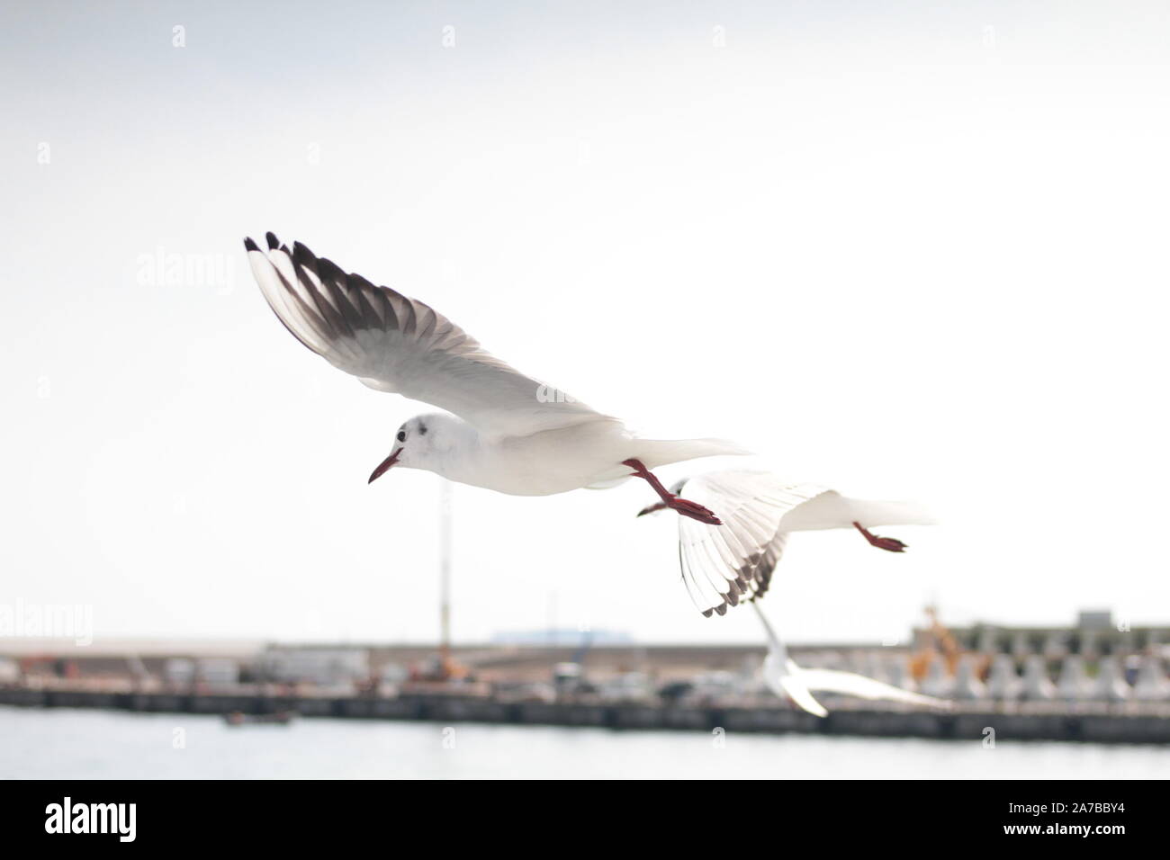 Flying Seagulls over Atami and Hatsushima japan Stock Photo - Alamy