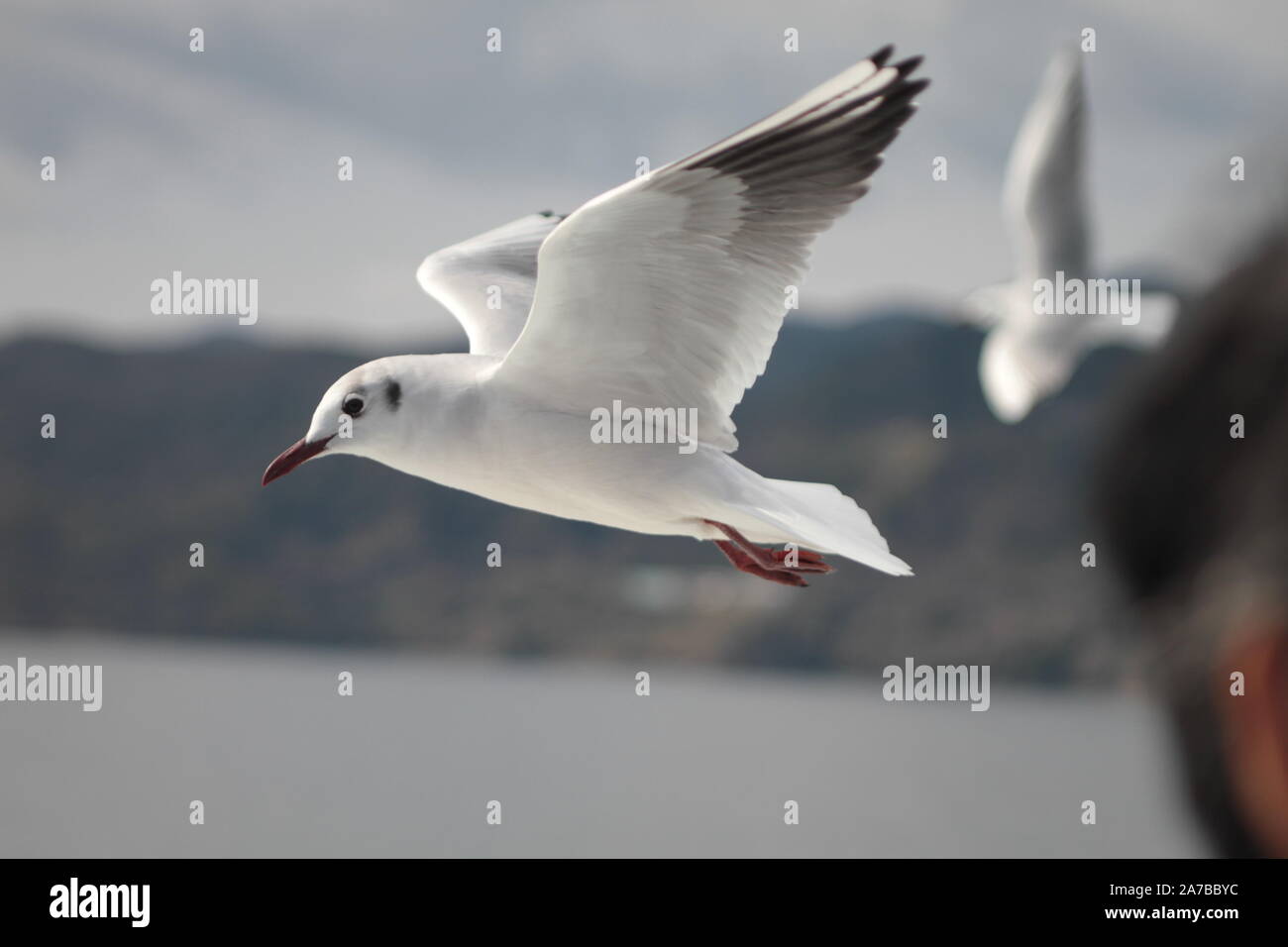 Flying Seagulls over Atami and Hatsushima japan Stock Photo - Alamy