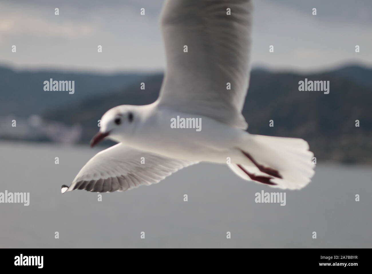 Flying Seagulls over Atami and Hatsushima japan Stock Photo - Alamy