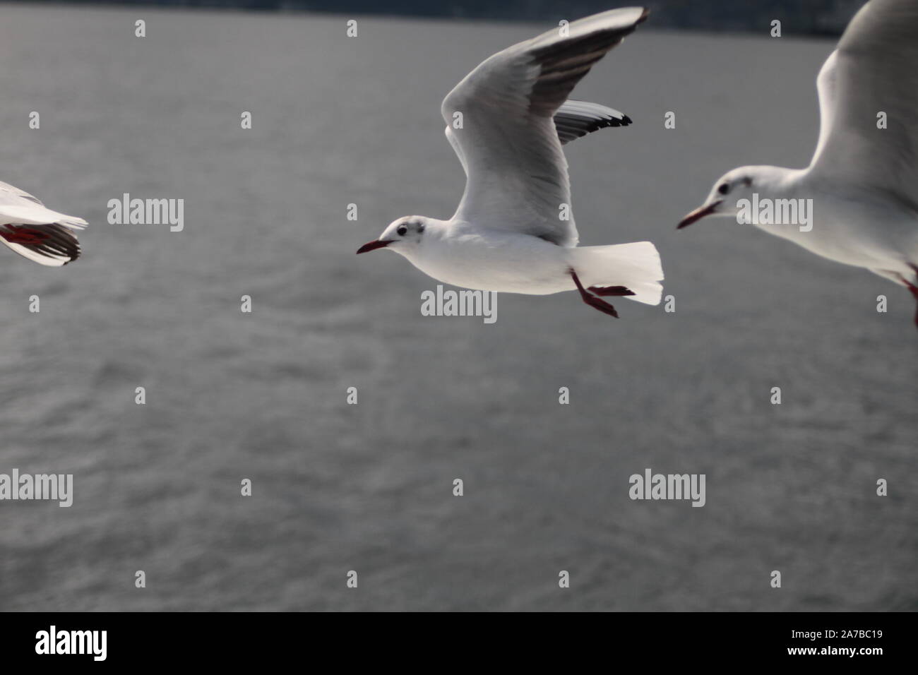 Flying Seagulls over Atami and Hatsushima japan Stock Photo - Alamy