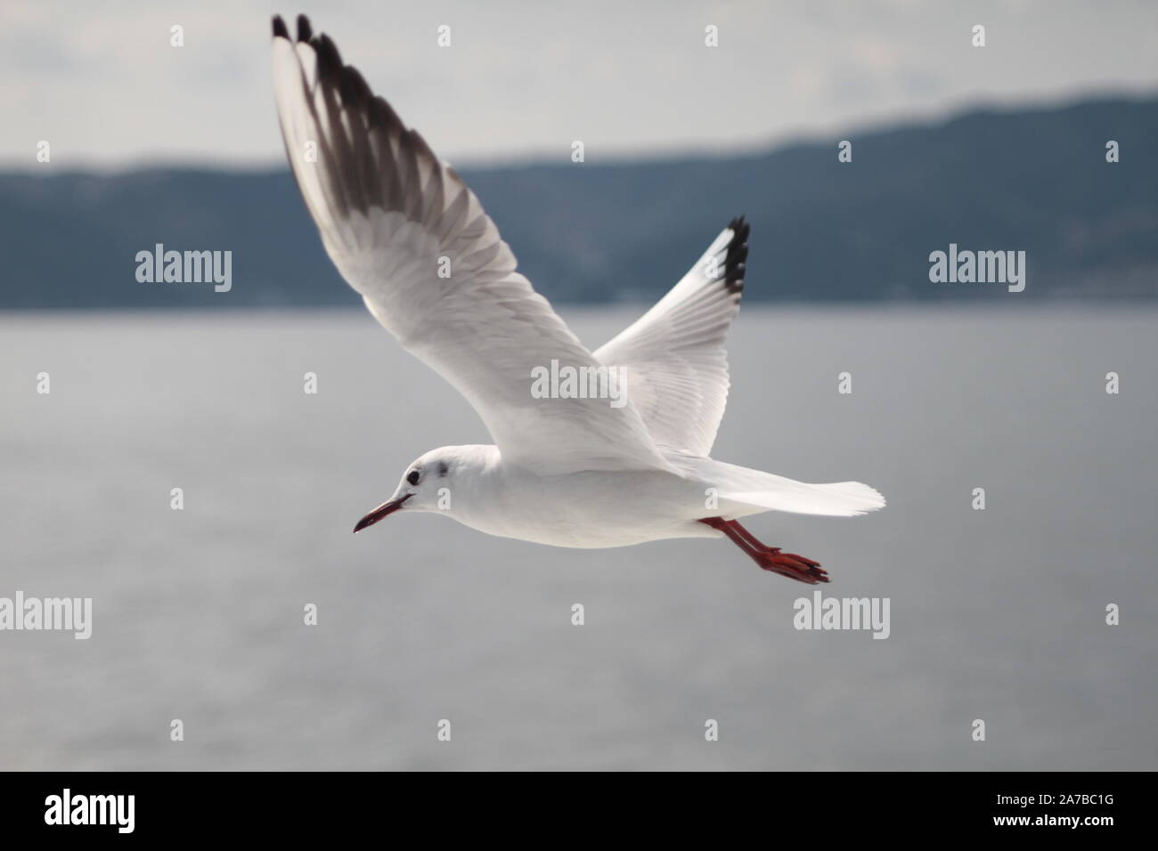 Hatsushima hi-res stock photography and images - Alamy