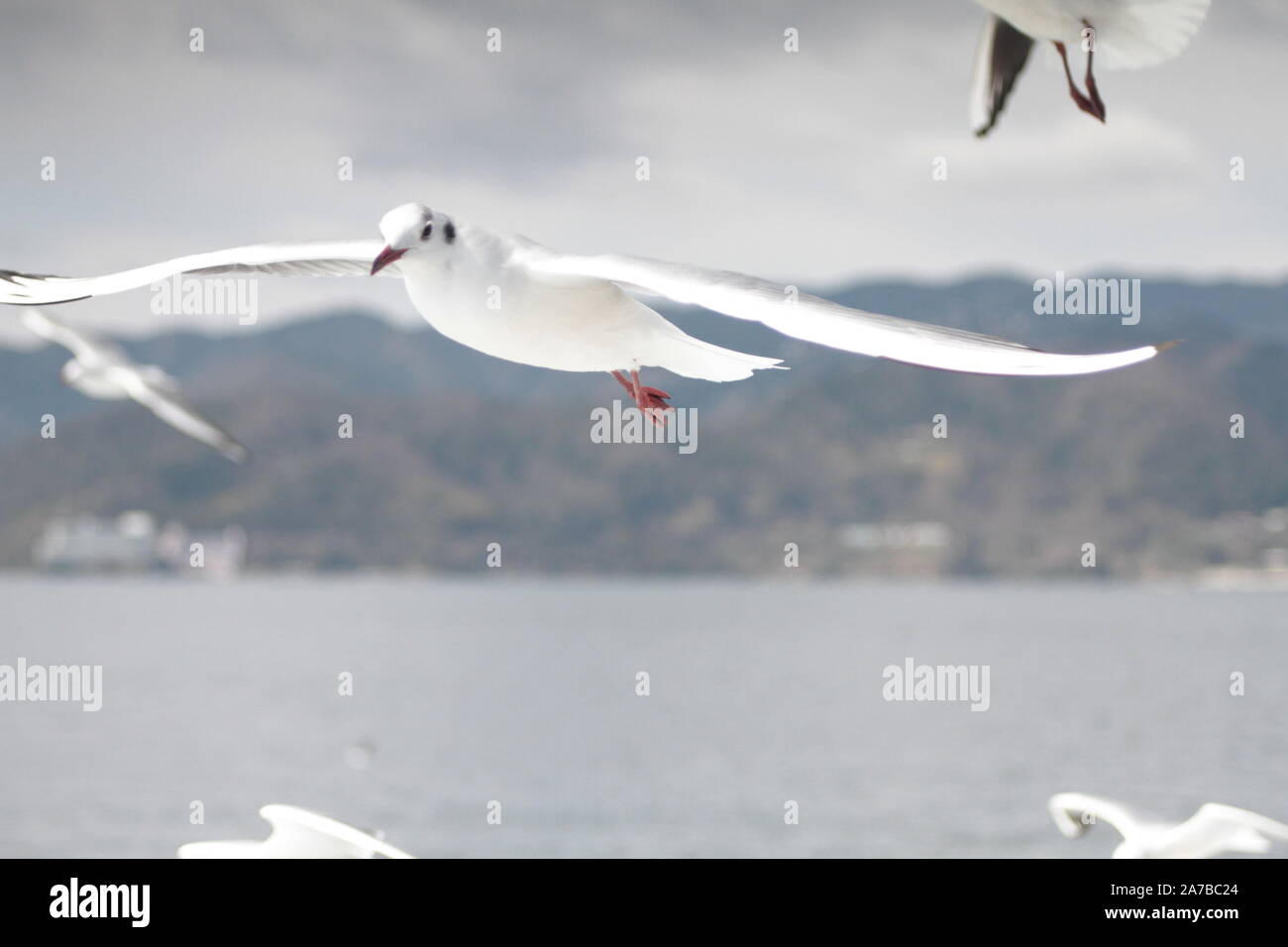 Flying Seagulls over Atami and Hatsushima japan Stock Photo - Alamy
