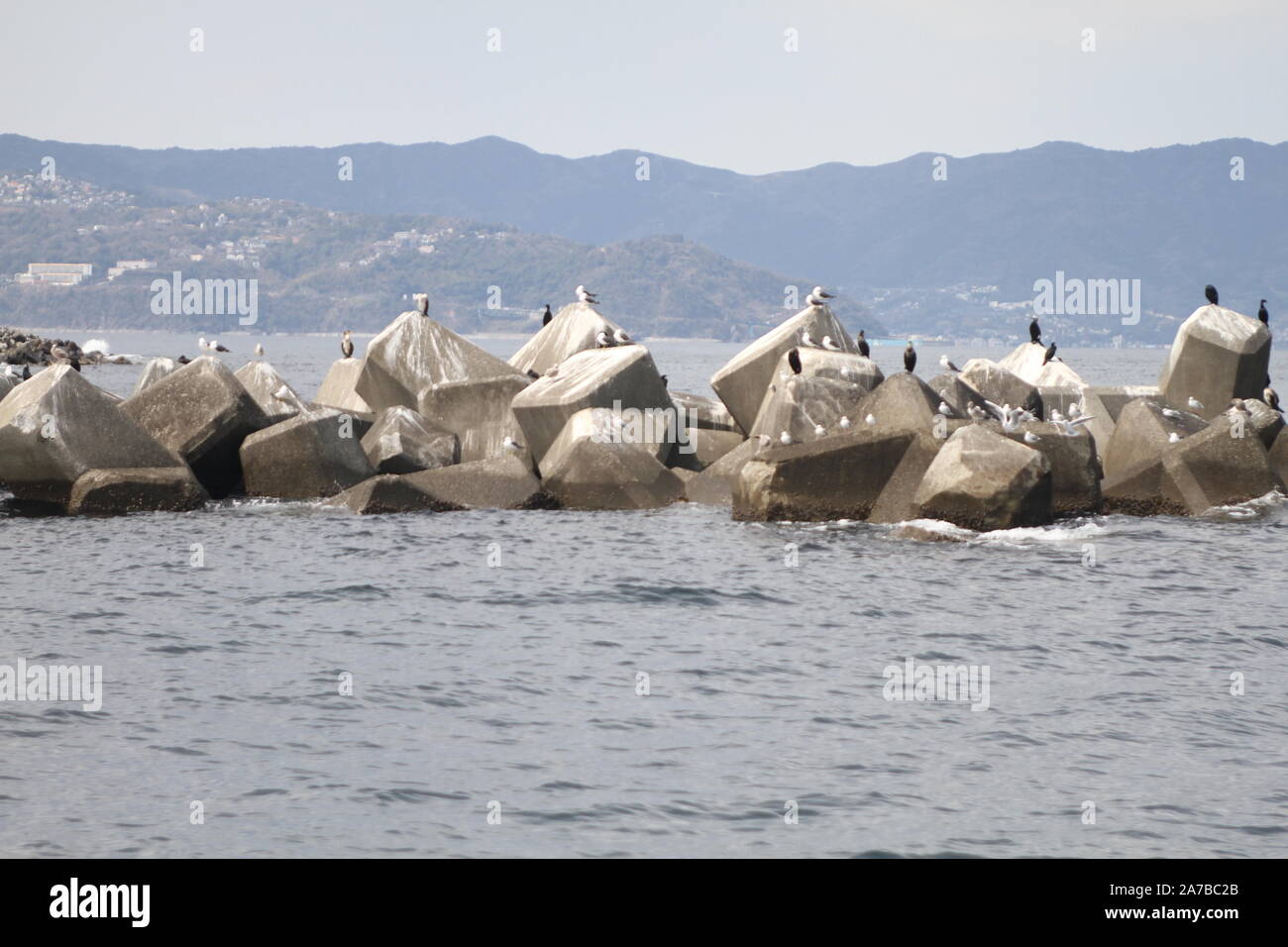 A View of Coral and rocks by the ocean at Hatsushima Island in Shizuoka ...