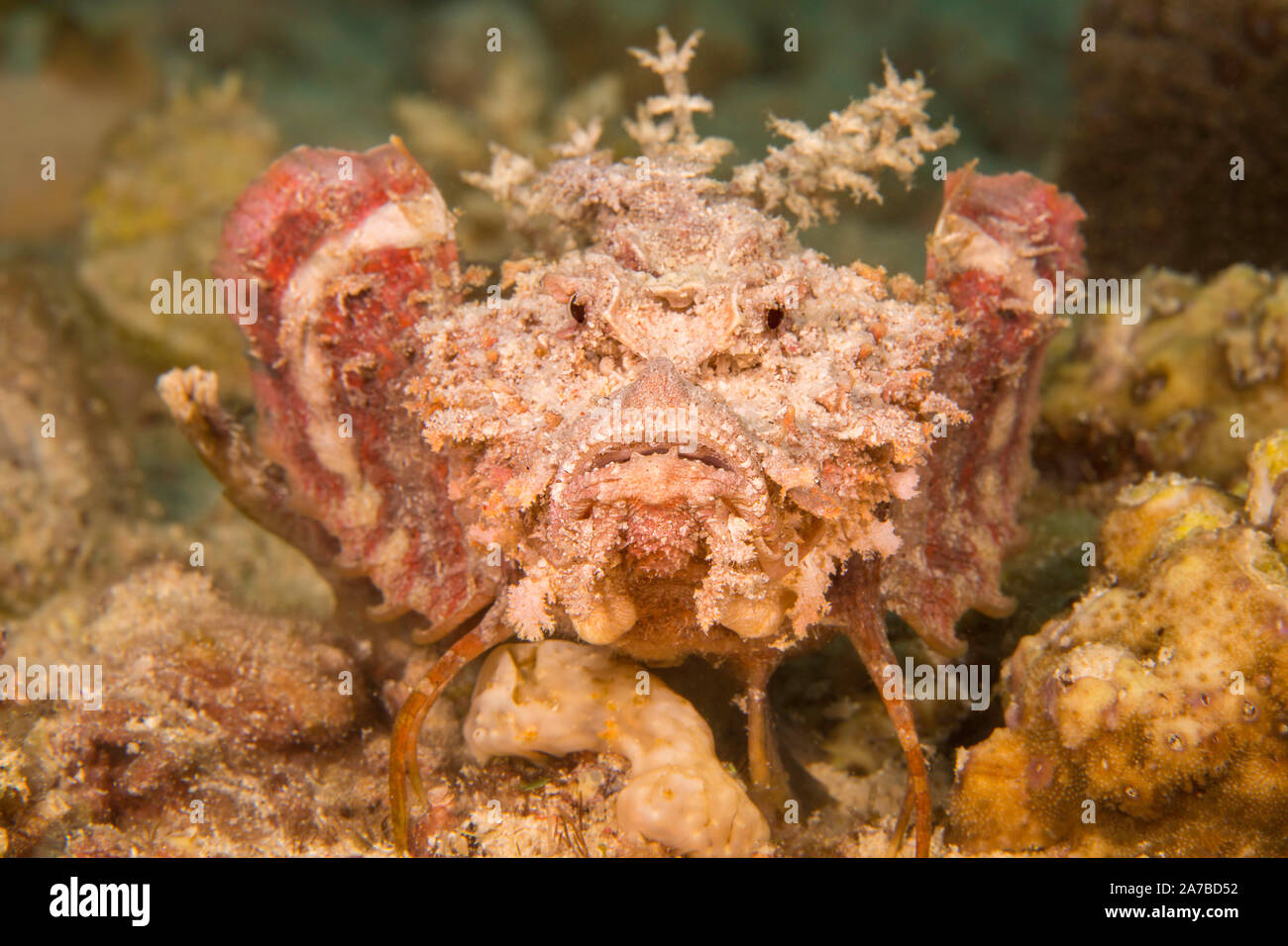 Stinger zoology hi-res stock photography and images - Alamy