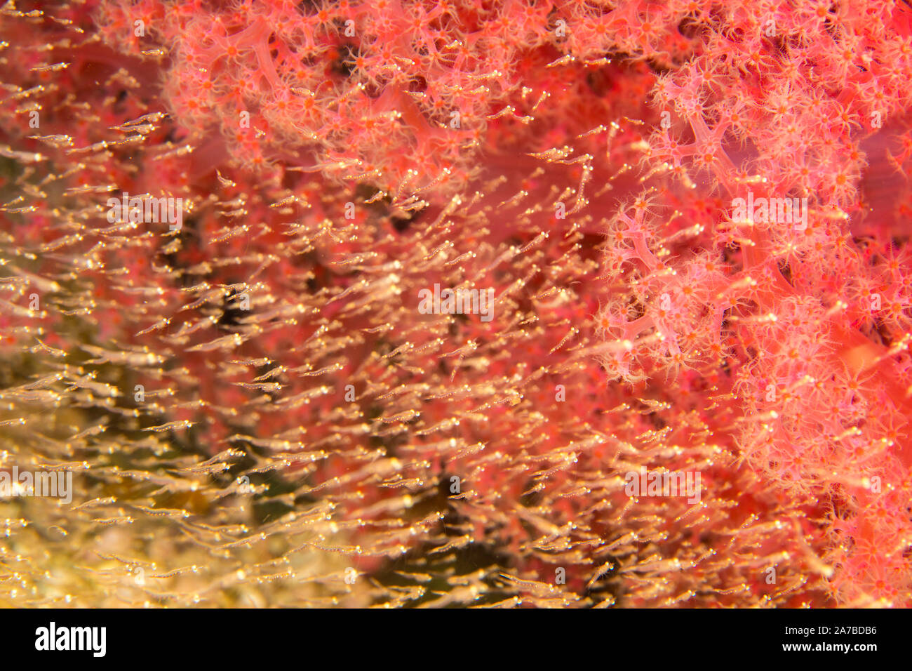 Mysid shrimp of the order Mysidacea, mass together in front of ...