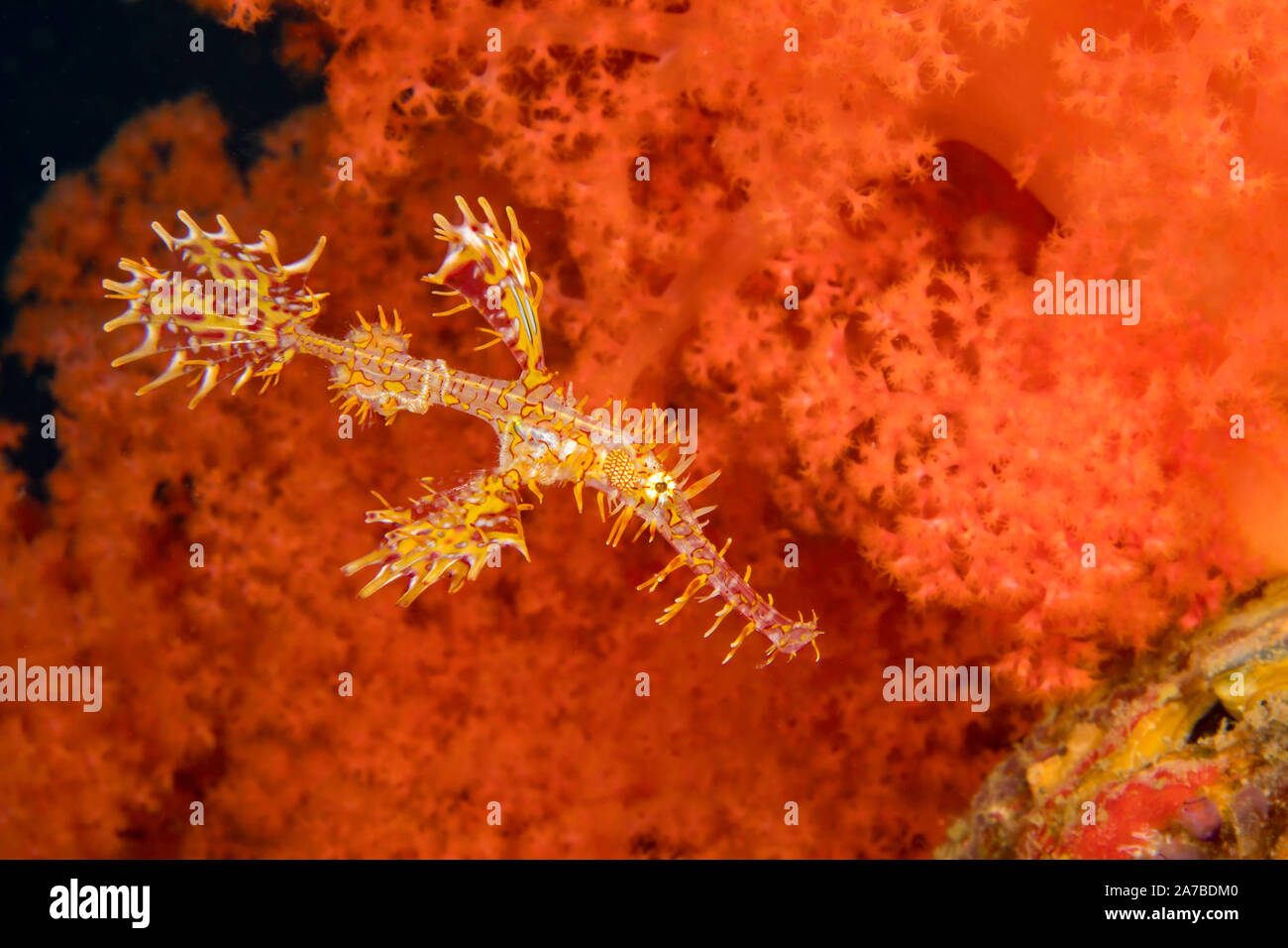 Ghost pipe fishes hi-res stock photography and images - Alamy