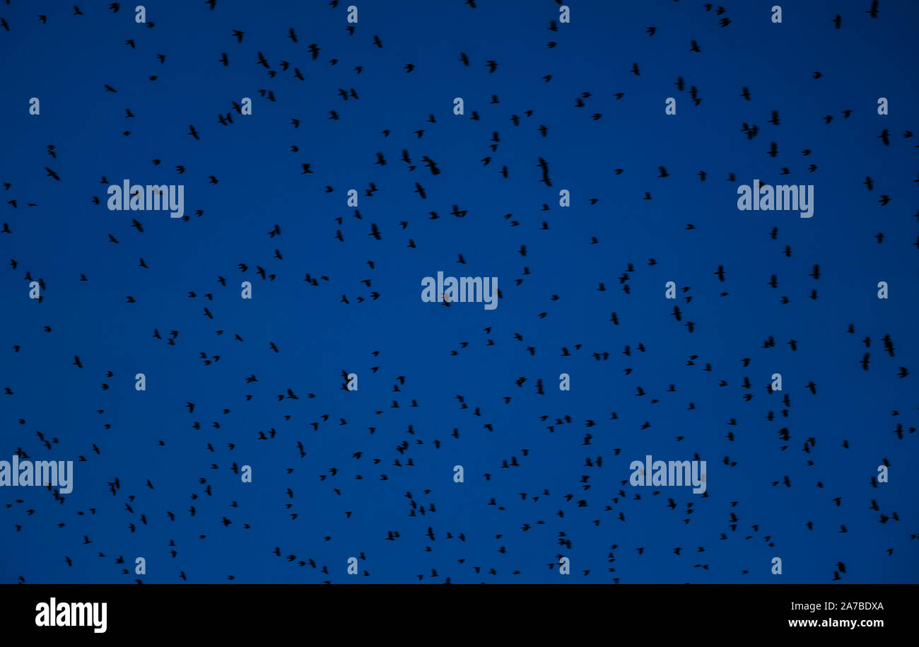 Gliding crows hi-res stock photography and images - Alamy