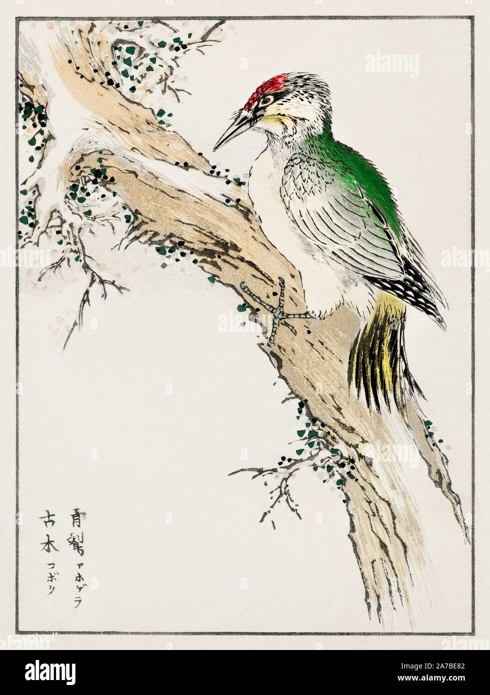 Japanese animal illustration vector hi-res stock photography and images ...