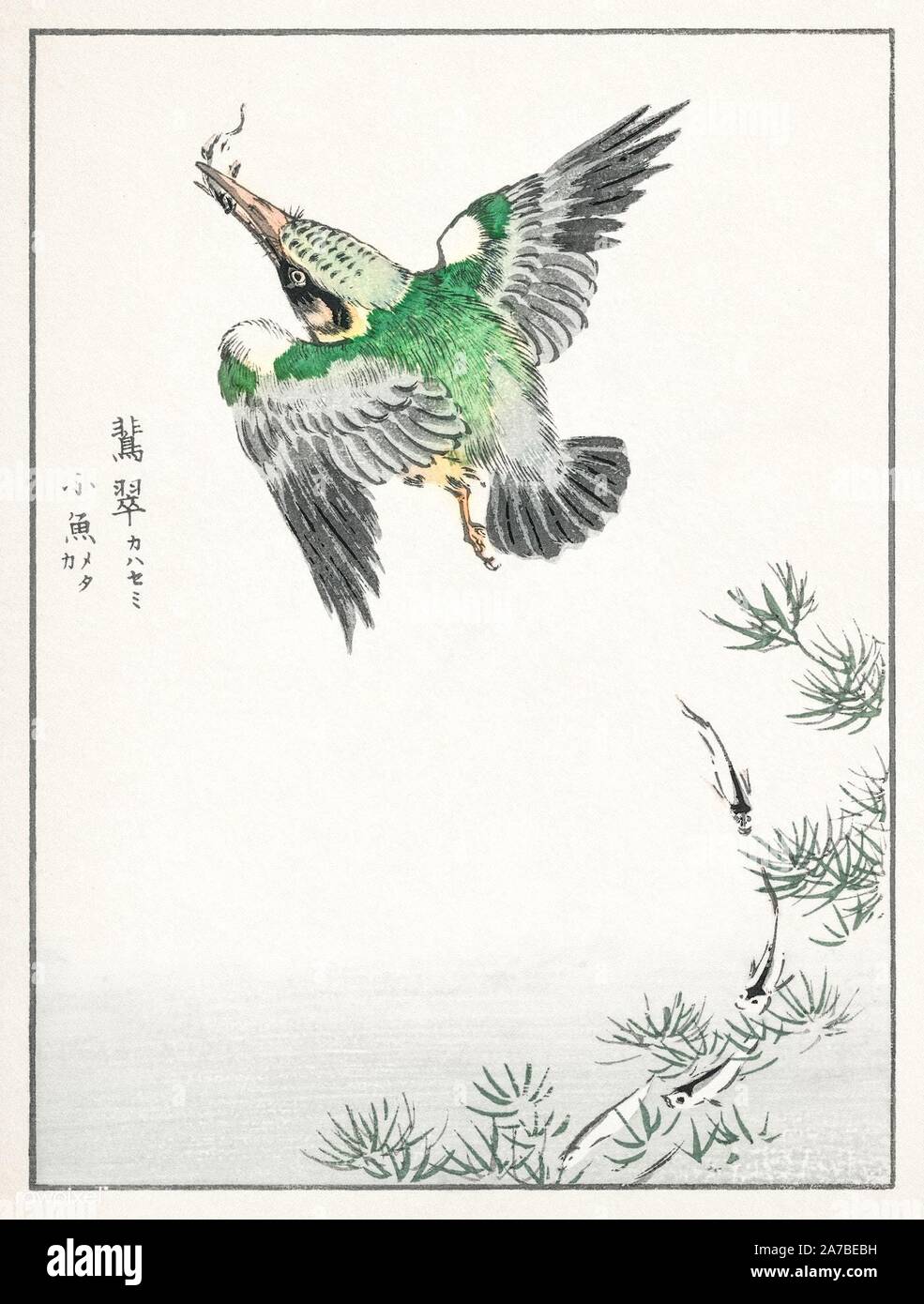 Japanese birds color illustration Stock Photo - Alamy