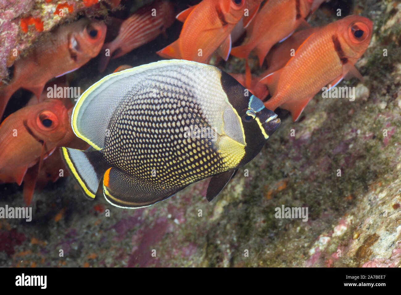 Reticulated butterflyfish chaetodon reticulatus hi-res stock ...