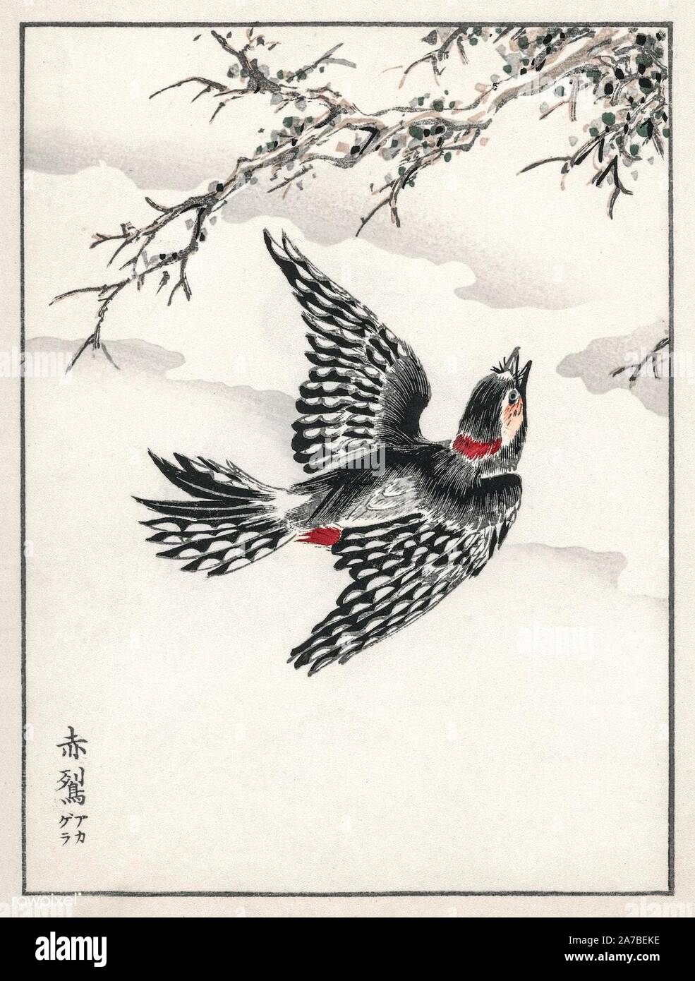 Animal texture drawing High Resolution Stock Photography and Images - Alamy