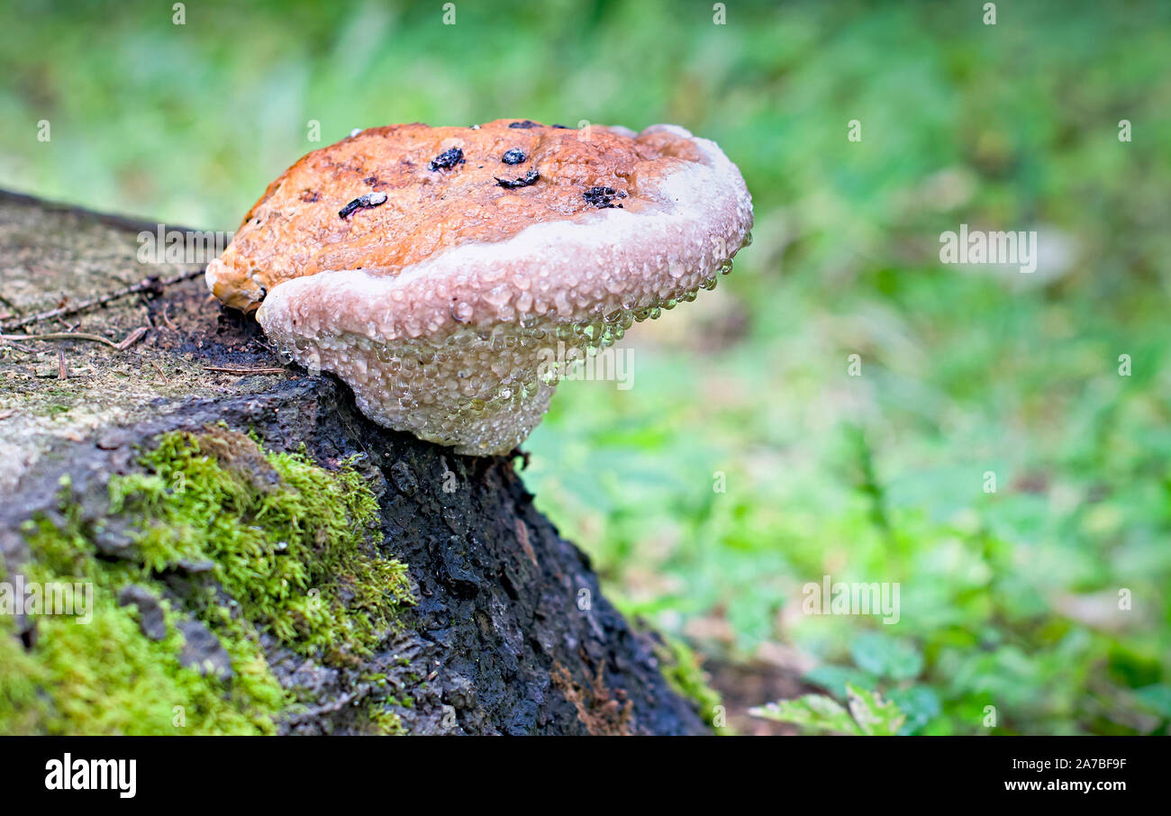 Fungi on tree roots hi-res stock photography and images - Alamy
