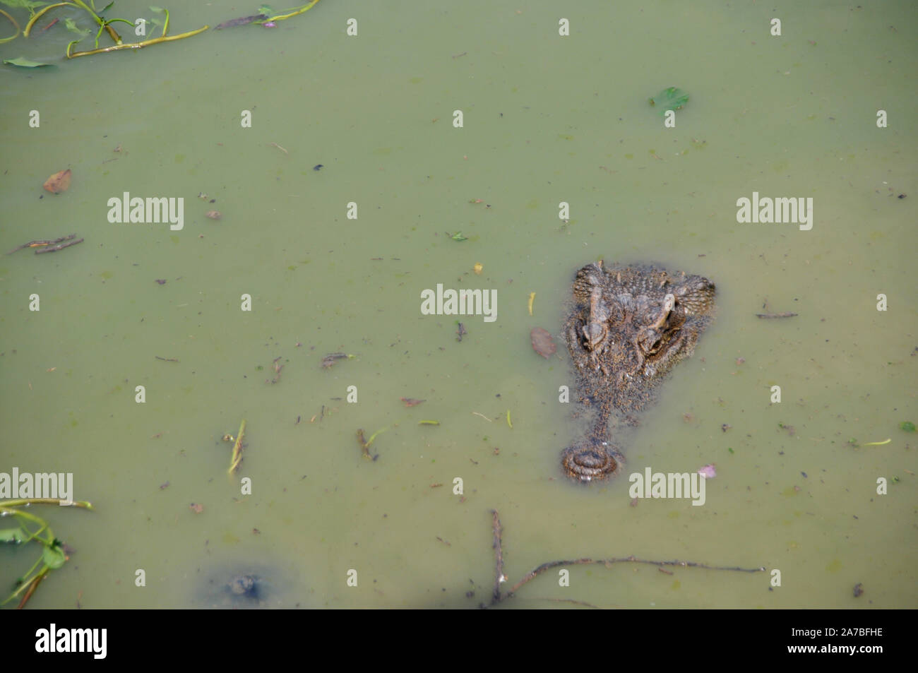crocodile floating in water Stock Photo - Alamy