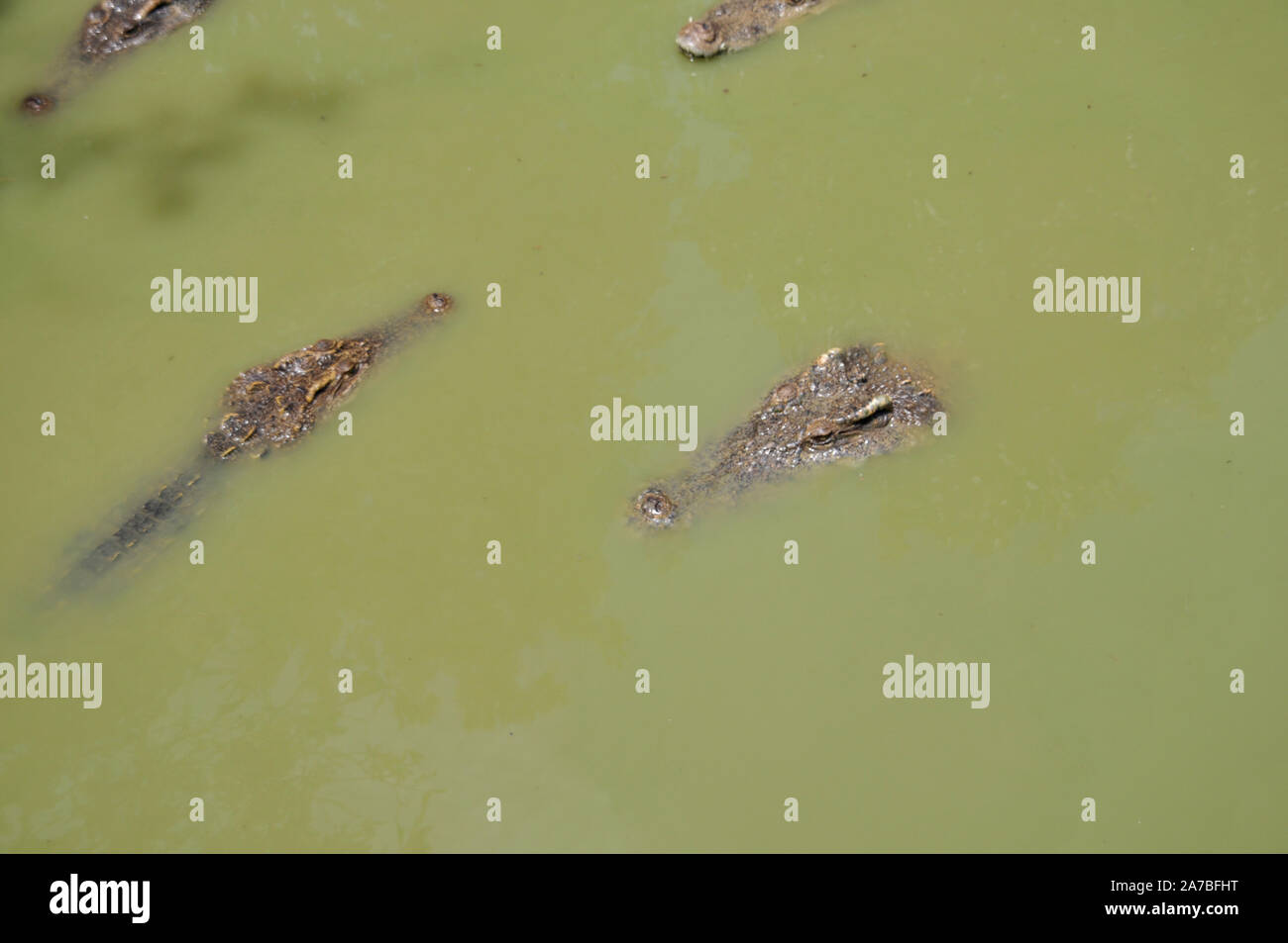 crocodile floating in water Stock Photo - Alamy