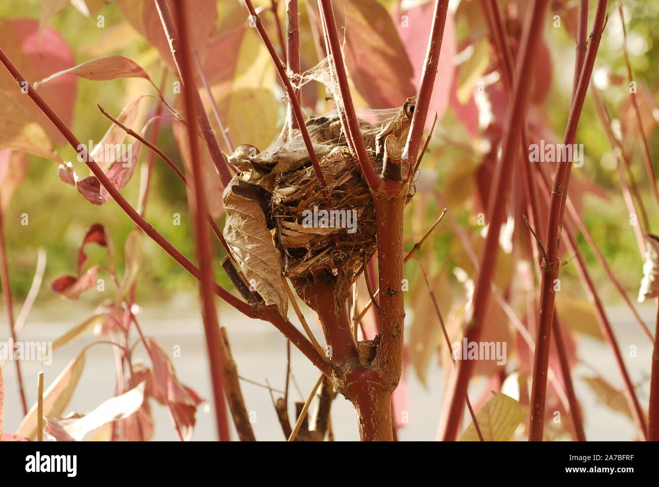 a bird nest in red tree branches has spider webs Stock Photo - Alamy