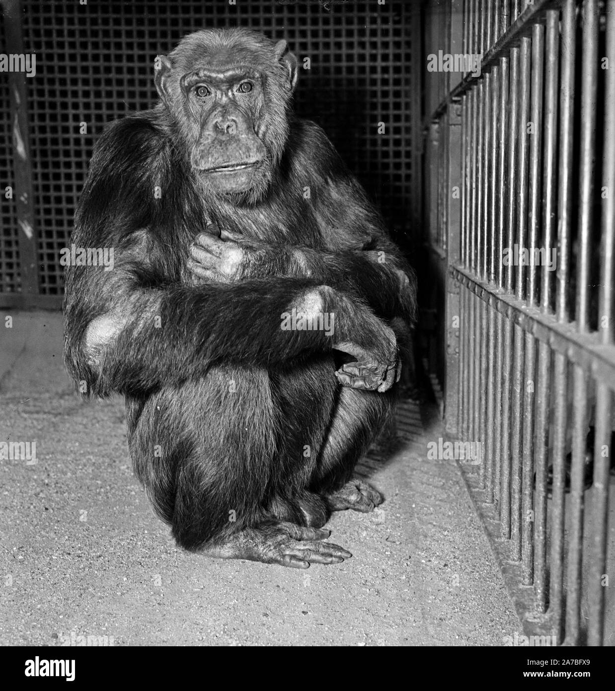 Ape in cage in zoo facing camera ca. 1936 Stock Photo - Alamy